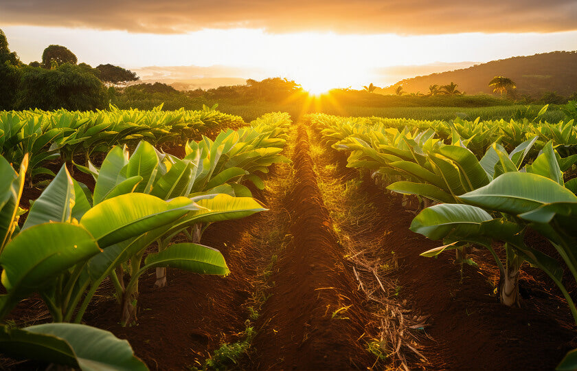 Banagua | Organic Banana Water – No Funny Stuff, Just Real Fruit